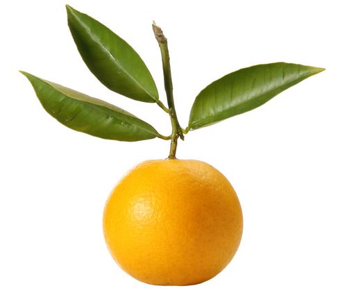 danau kasih: bergamot orange / Citrus bergamia Risso / Jeruk bergamot