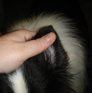 Life is Better with Sheltie Hair: Trimming Sheltie Ears