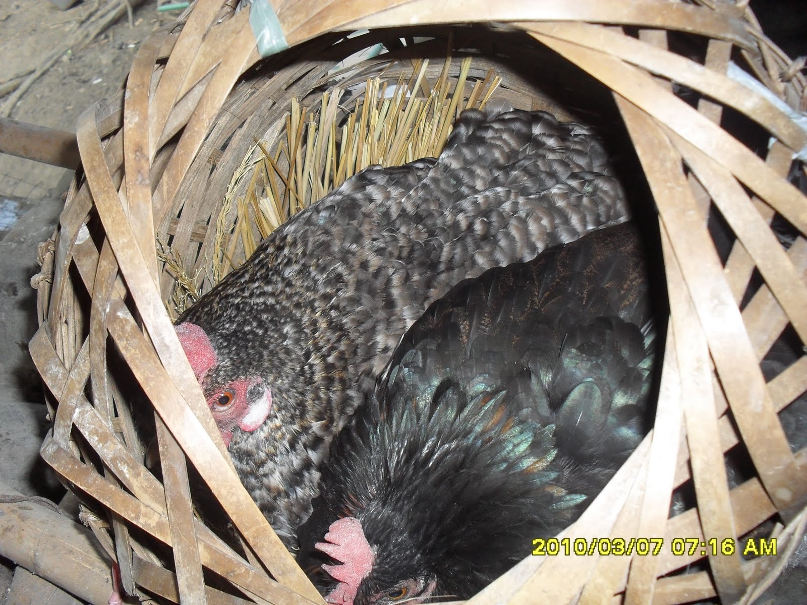 PHOTOS, PEOPLE, PLACES, FOODS AND ANIMALS...: Native Chicken