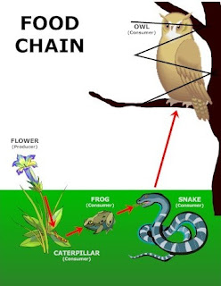 Endangered Animals: What happens when one species becomes extinct