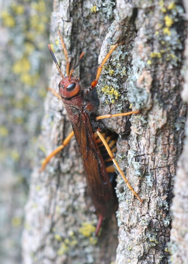 Driving on Air: Bees, Wasps and Aliens