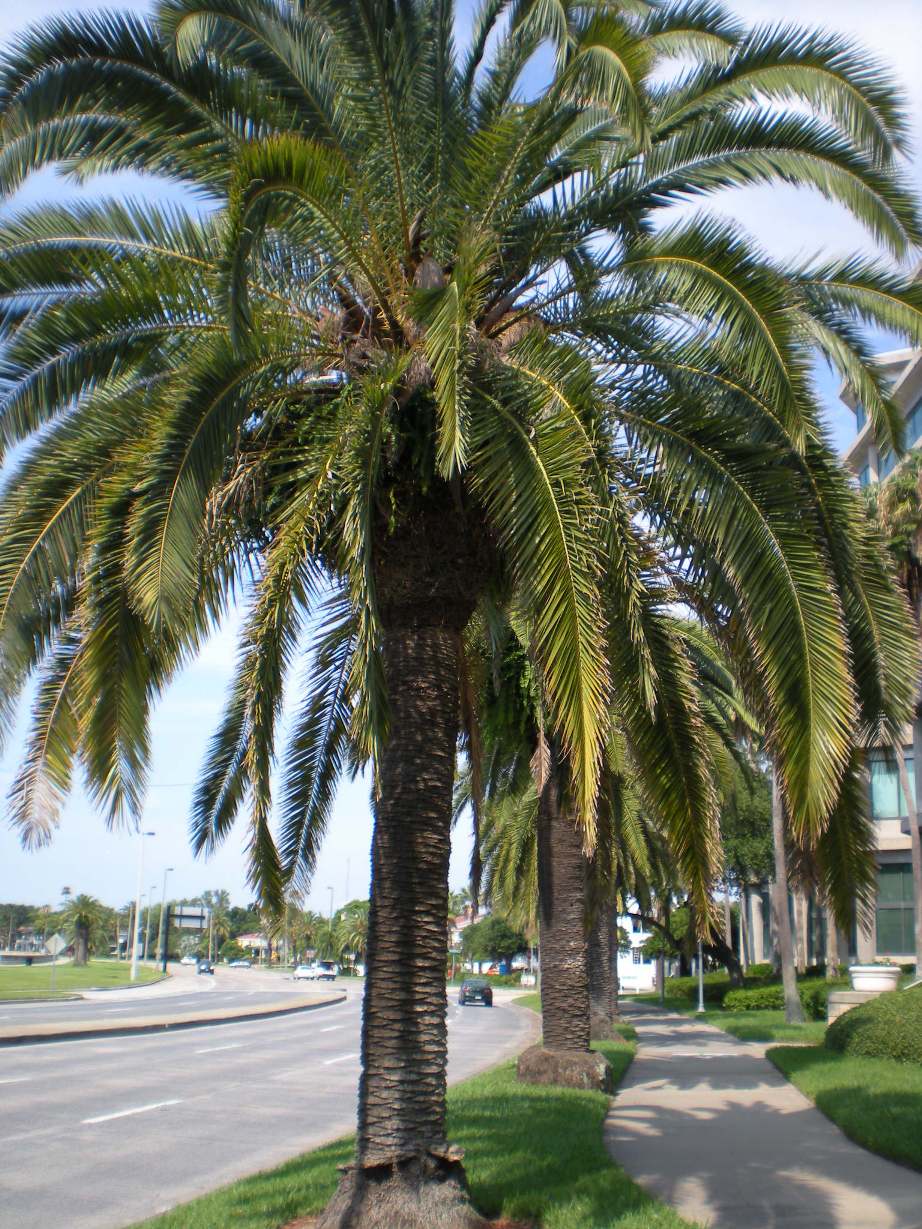 Live Palm Trees