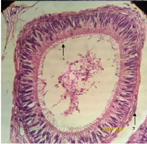 Guía de apoyo de Histología: Aparato Reproductor Masculino.