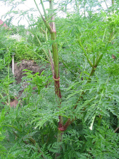 Eestis tavaline: Täpiline surmaputk