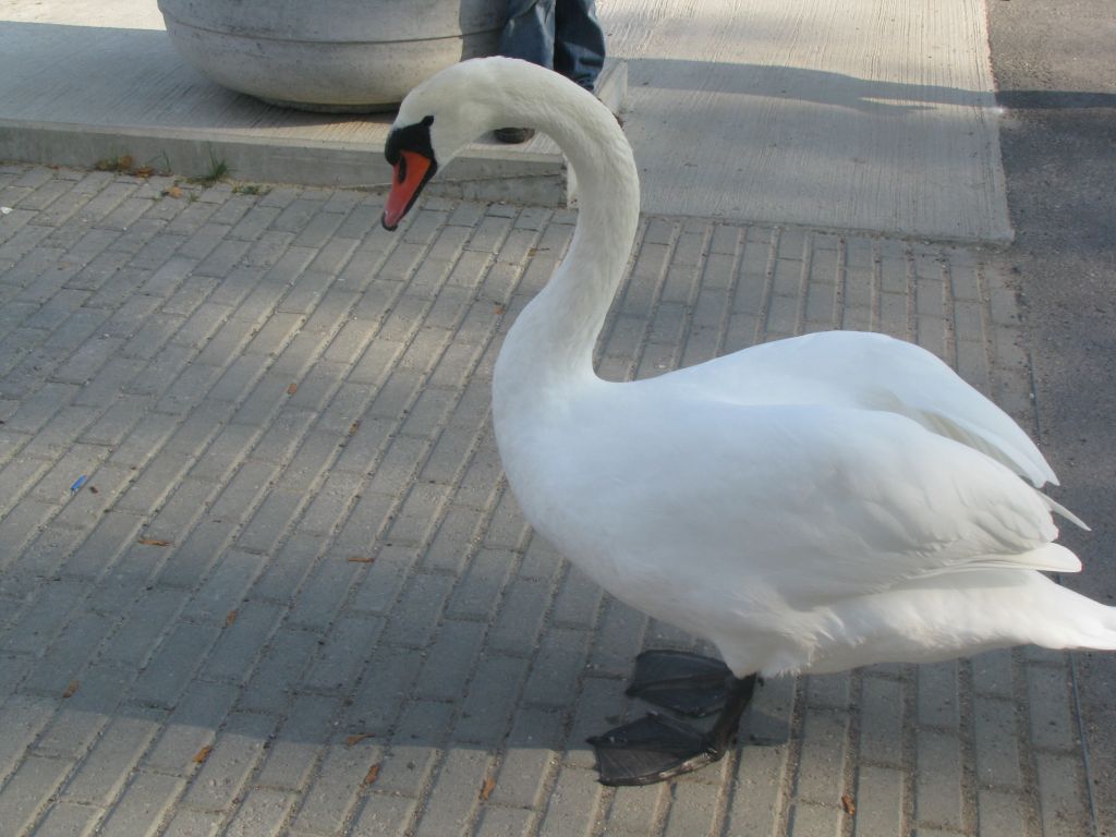 Eestis tavaline: Luiged Haapsalus