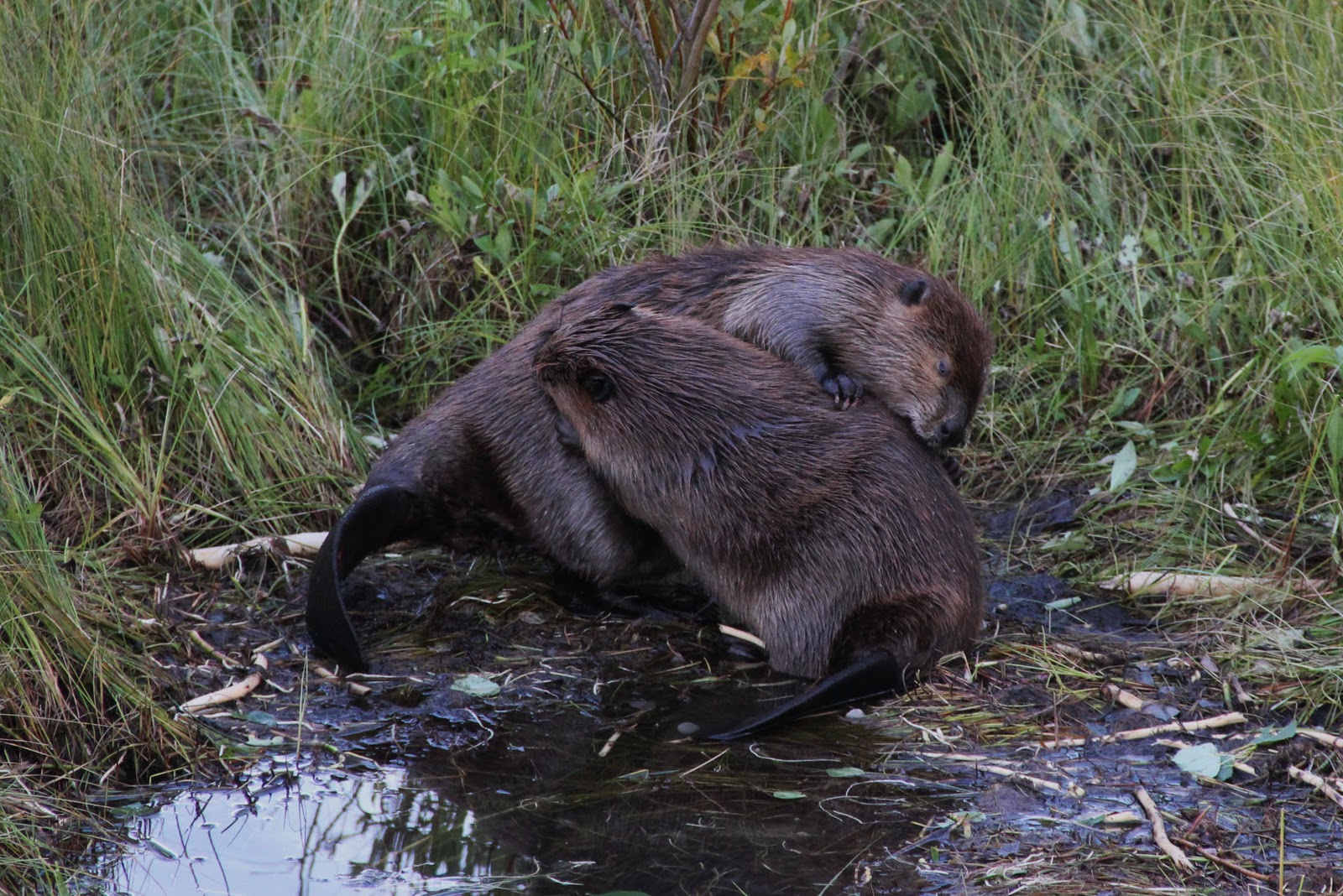 Beaver Boardwalk Blog: 2011