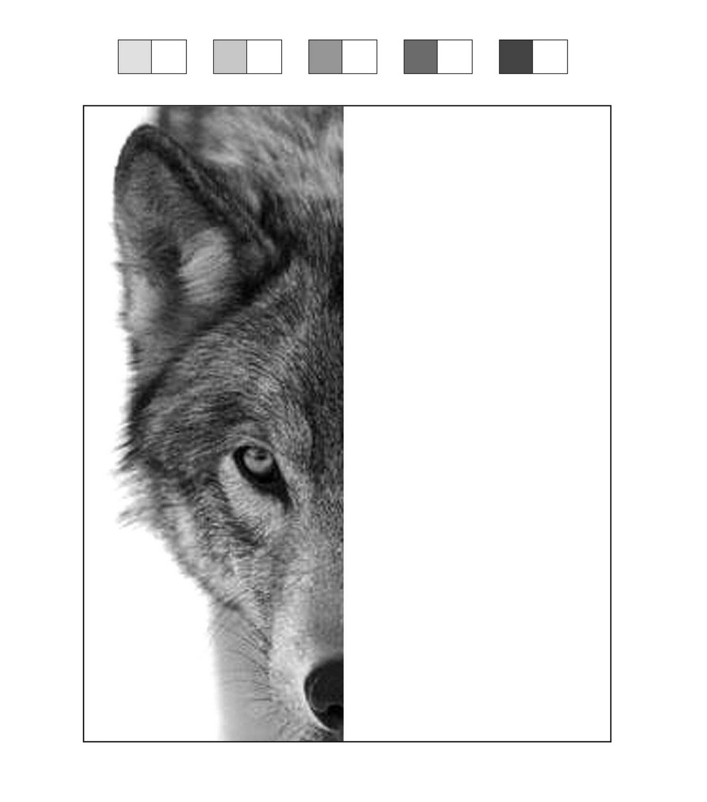 Wolf Sketching Diagram - Art Projects for Kids