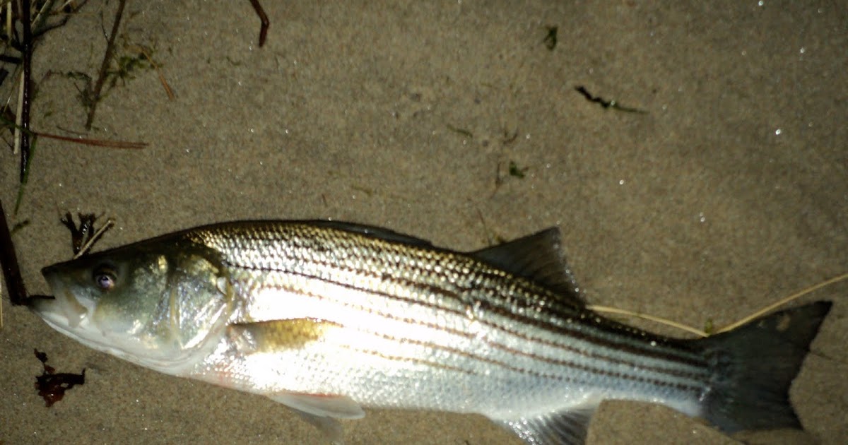 The Maine Outdoorsman: Popular Fishing Locations for Maine Striped Bass