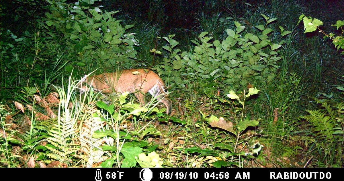 The Maine Outdoorsman: Bobcat Revealed on Game Camera
