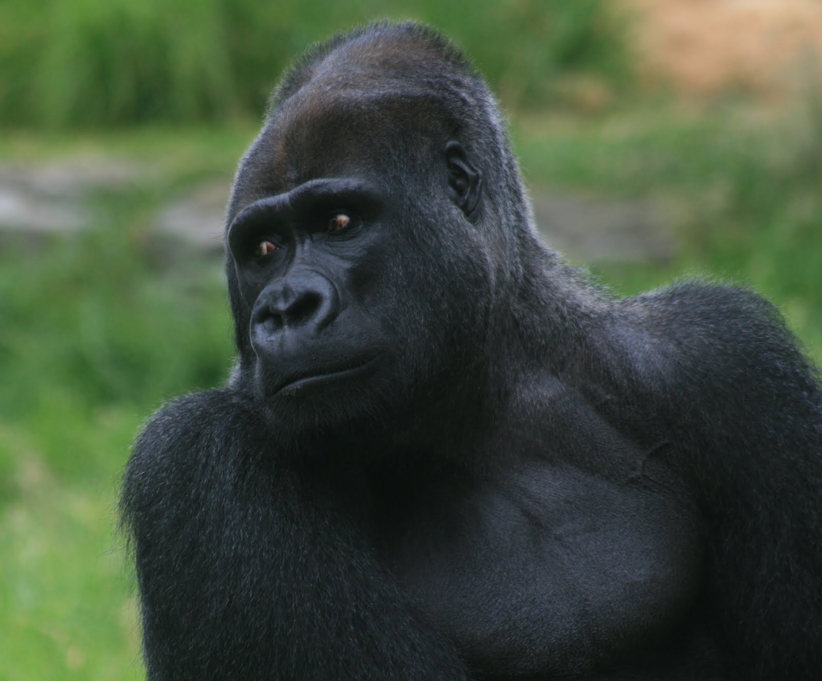 Male silverback gorilla - gorillatyred