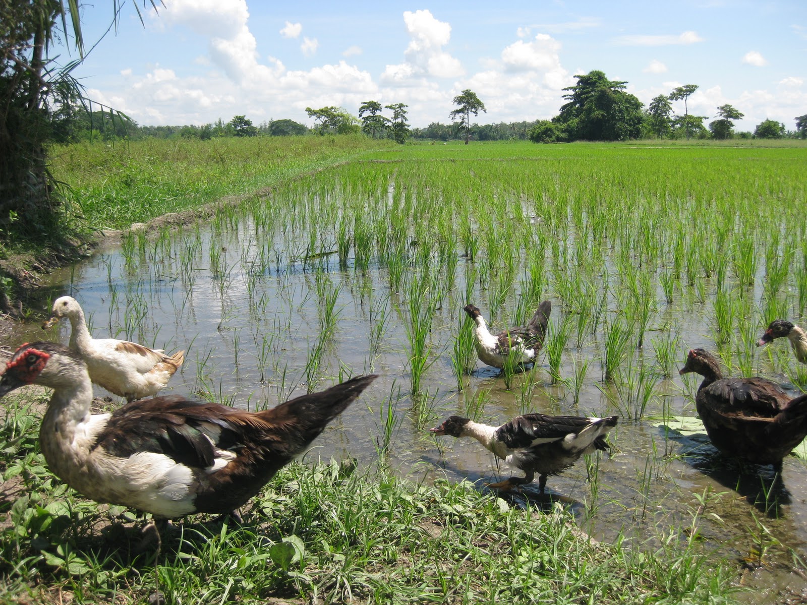 The Walking Tripod: Philippine Farm