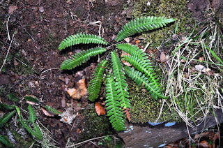 Ojolince y Sra.: Ascensión al Cueto de la Concilla (Cantabria)