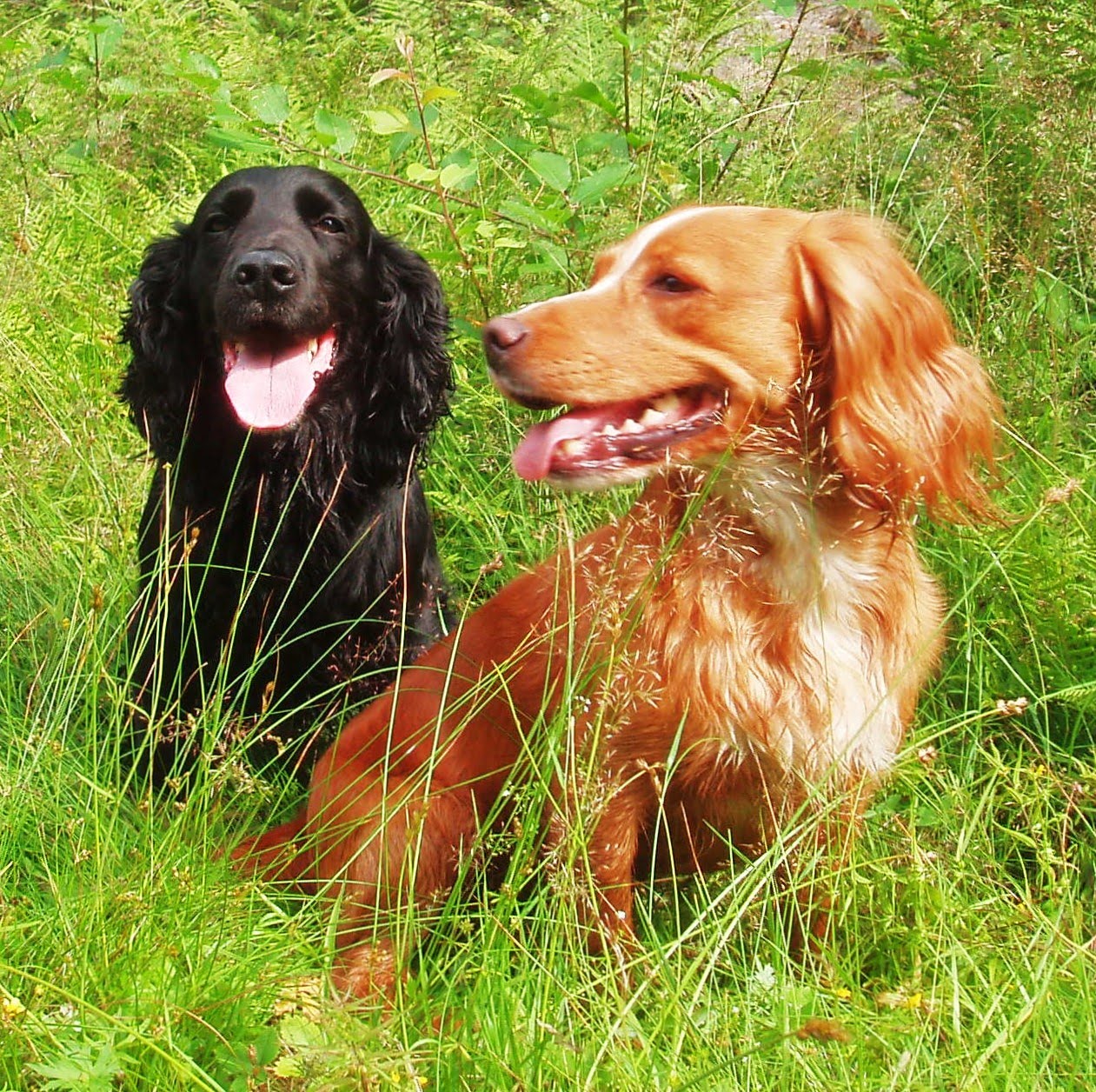 Jakt-JaktCocker-Spaniel andra Hundraser-VardagsMat: juli 2010