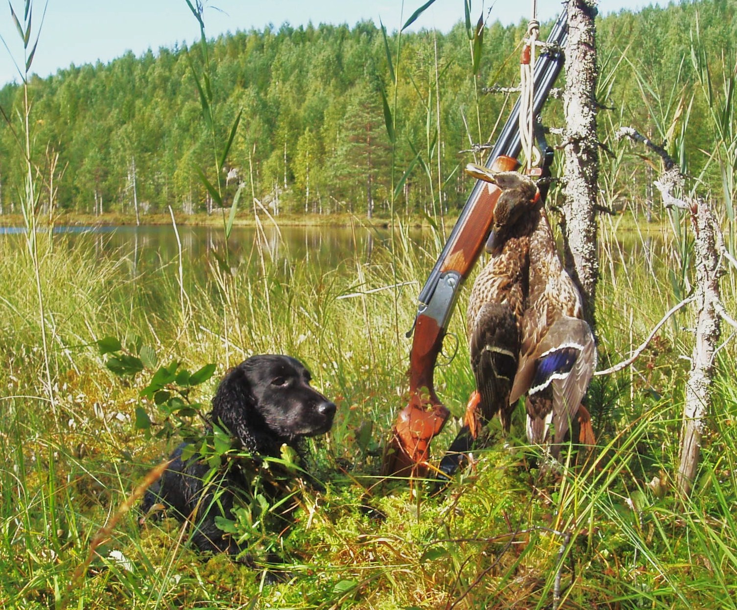 Jakt-JaktCocker-Spaniel andra Hundraser-VardagsMat: september 2010