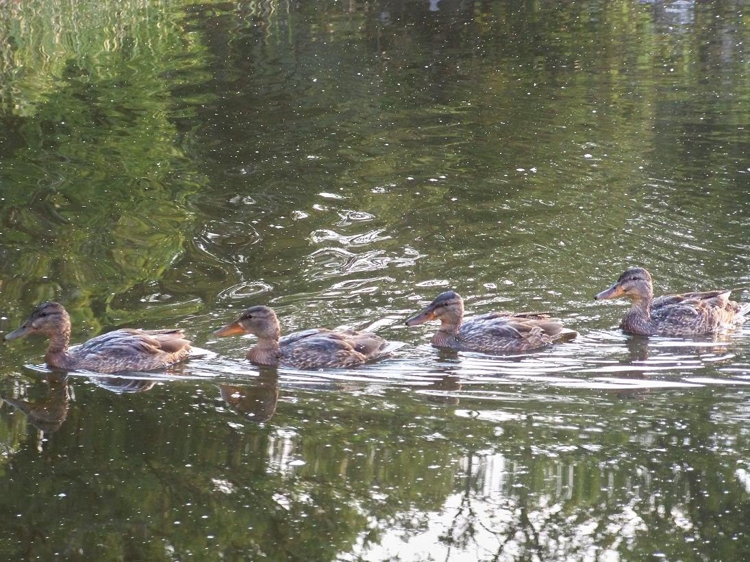 Greetings from the Shady Grove