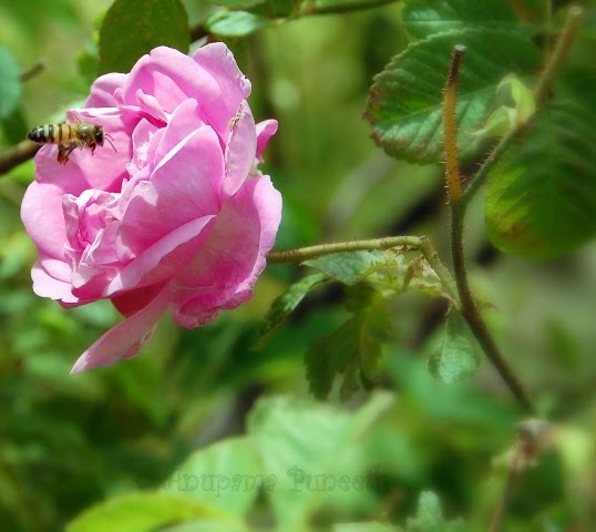 Happy Sunshine: Agros - The Rose Village