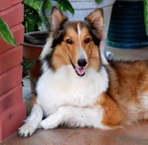 las razas de peros: Collie