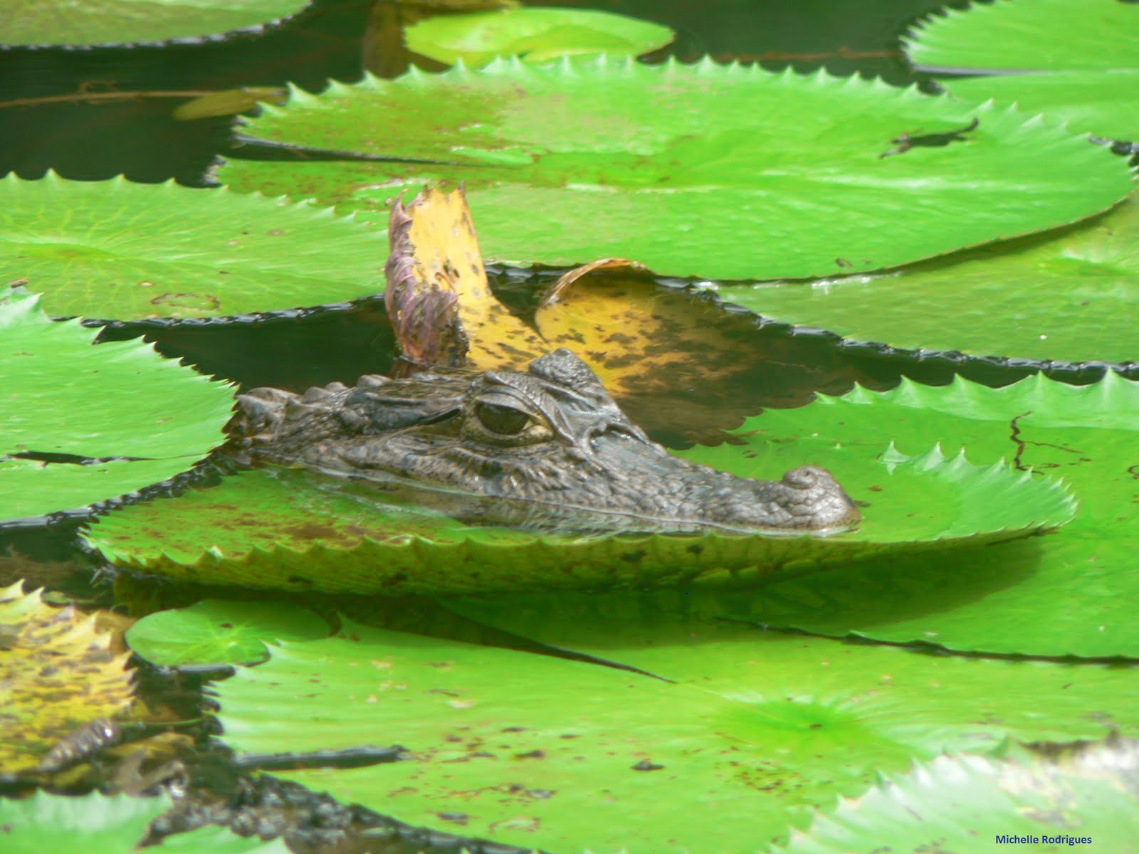 SpiderMonkeyTales: Lagoon wildlife