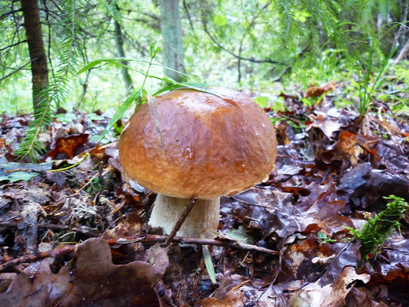 Džiovinti baravykai