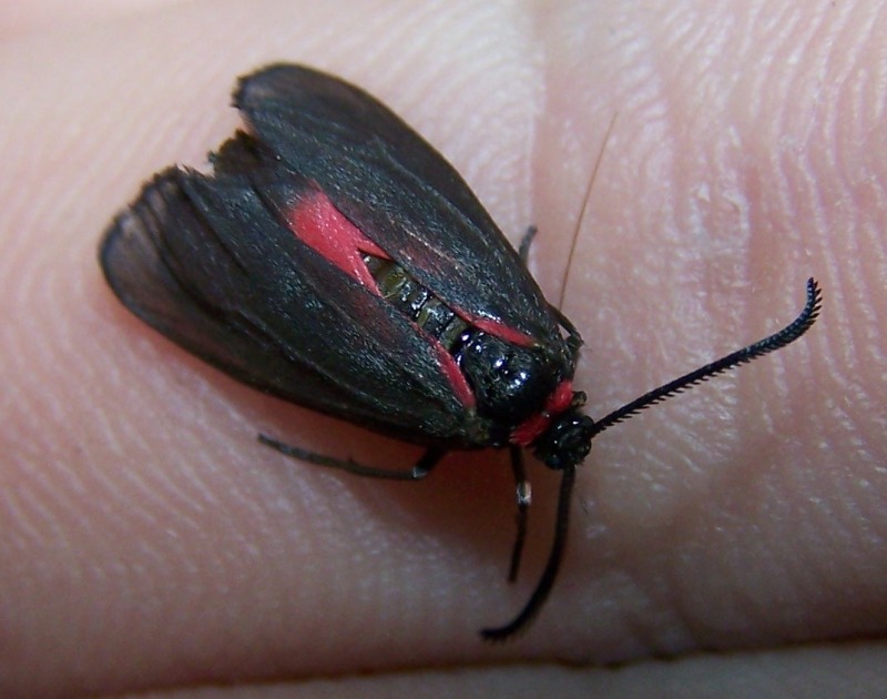 Lepidópteros de Villena y comarca: Aglaope infausta