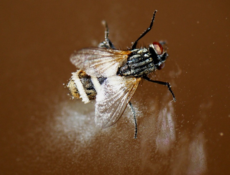 Viendo y aprendiendo de la naturaleza: 2009