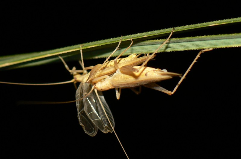 Viendo y aprendiendo de la naturaleza: Sexualidad del grillo italiano