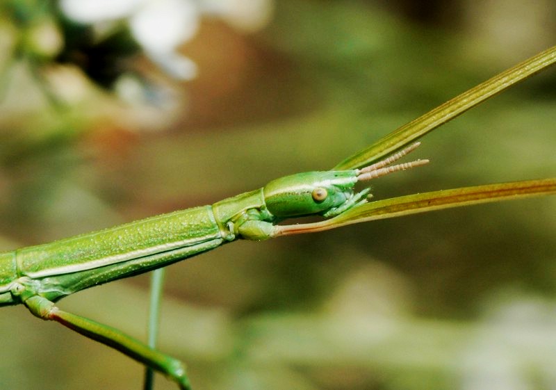 Viendo y aprendiendo de la naturaleza: Bichos palo