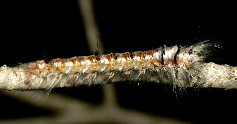 Lepidópteros de Villena y comarca: Dendrolimus pini