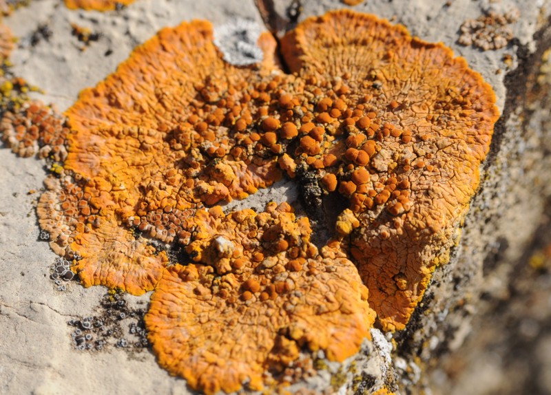 Viendo y aprendiendo de la naturaleza: Líquenes de Miramontes