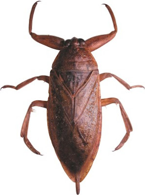 .: StoriesFromAroundTheWorld :.: Jenis-Jenis Lipas