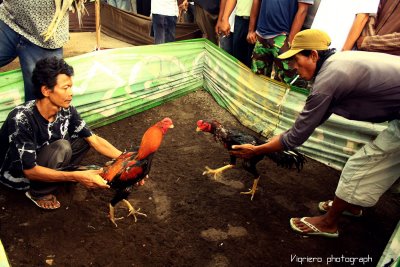 .: StoriesFromAroundTheWorld :.: Tradisi Sabung Ayam