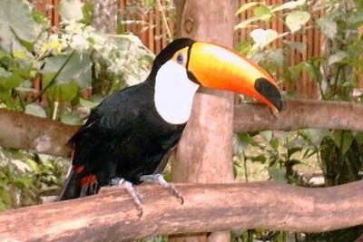 Animales de la selva peruana: Tucán