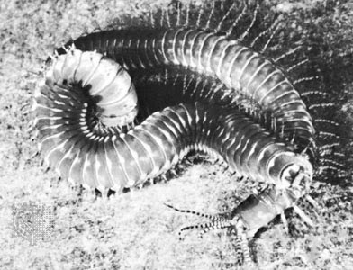 Biology Snippets: Can Worms Regenerate Themselves? GUEST BLOG