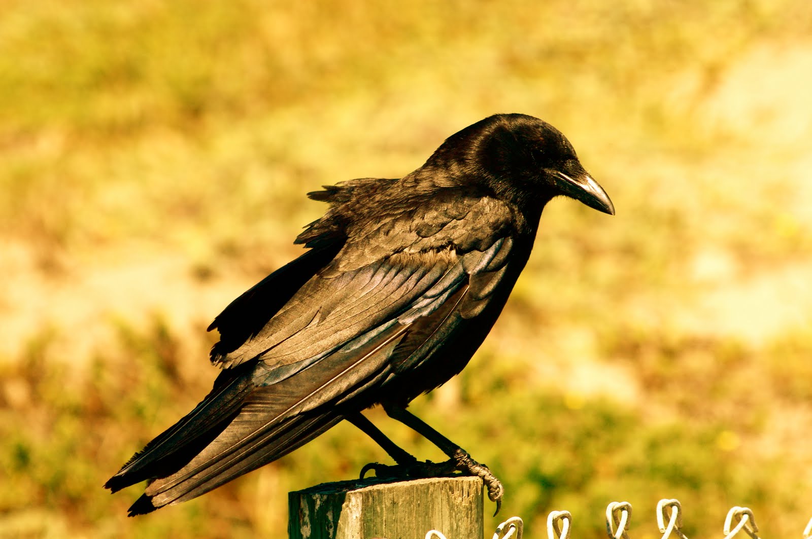 Un mundo de Ondas: El Cuervo negro