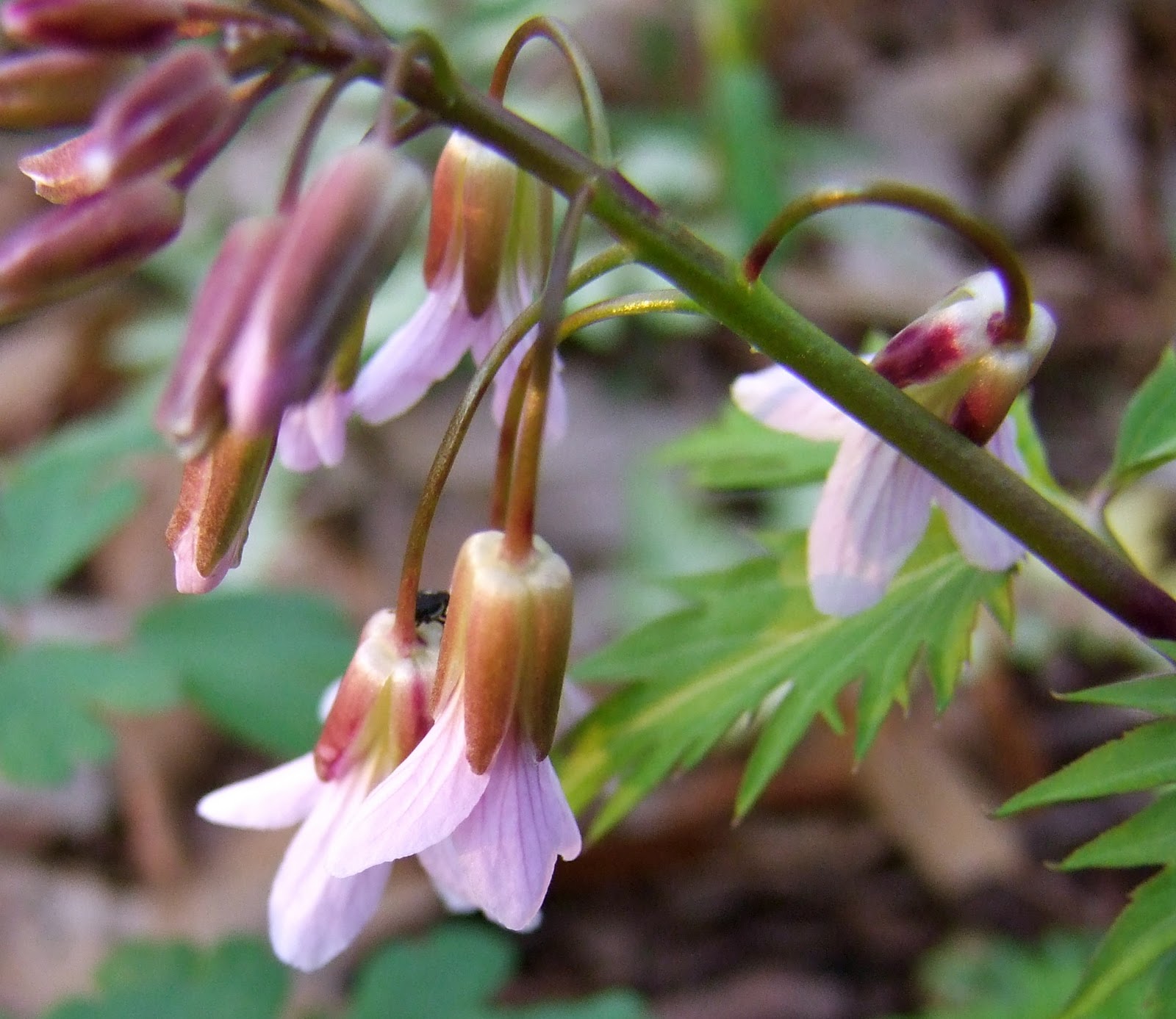 clay and limestone: Wildflower Wednesday~The Toothworts