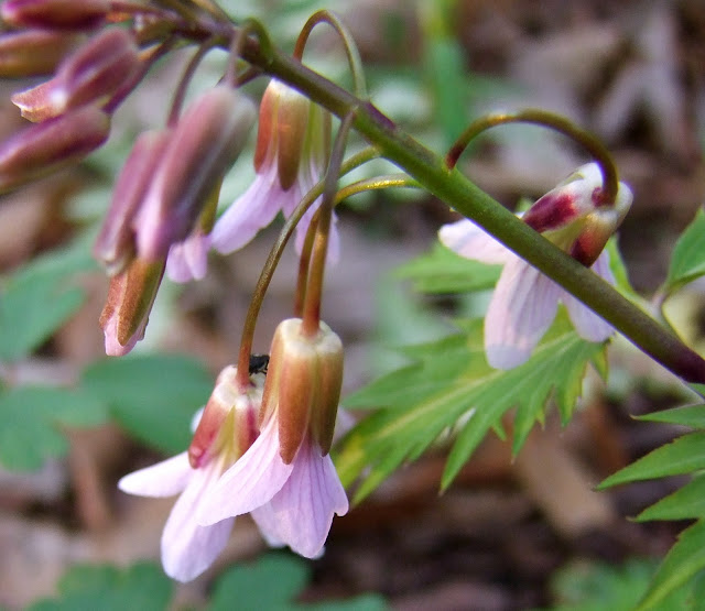 clay and limestone: Wildflower Wednesday~The Toothworts