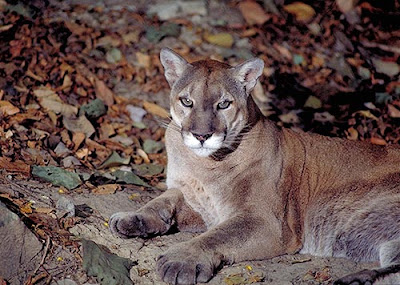 Wild Animals Names: Puma (Felis Concolor)