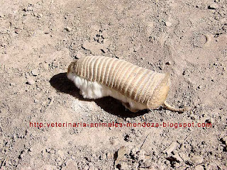 veterinaria - animal - Mendoza: Pichiciego - pichi ciego Chlamyphorus ...