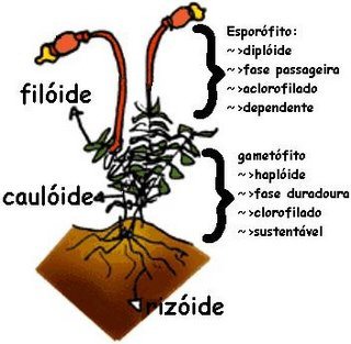 Ciências da Natureza: Reino Plantae (Metaphyta) - Briófitas