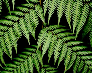 Ciências da Natureza: Reino Plantae (Metaphyta) - Pteridófitas