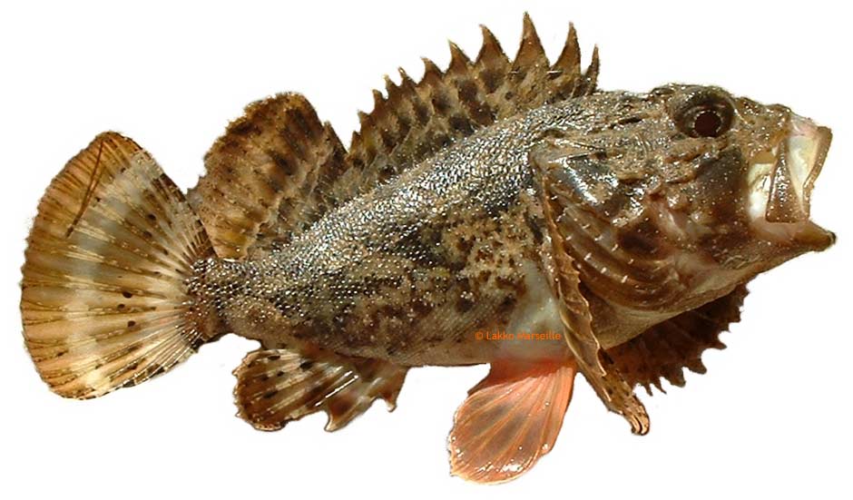 La plume dans l'assiette: La très attendue "Soupe de Poisson de Mam"