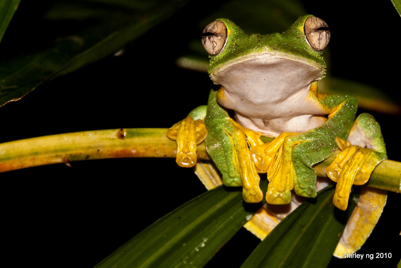 Life's Indulgences: Three nights of ‘Frogging’ Fun