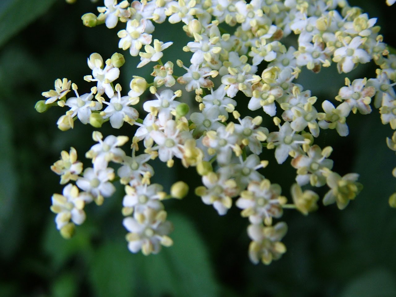 Hearthwitch Cottage: Elderflower