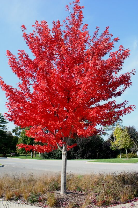 Autumn Blaze Maple Tree