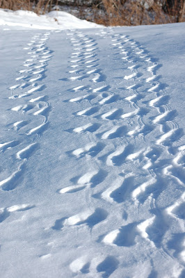 Autumn in New Hampshire: Interesting Animal Tracks in the Snow