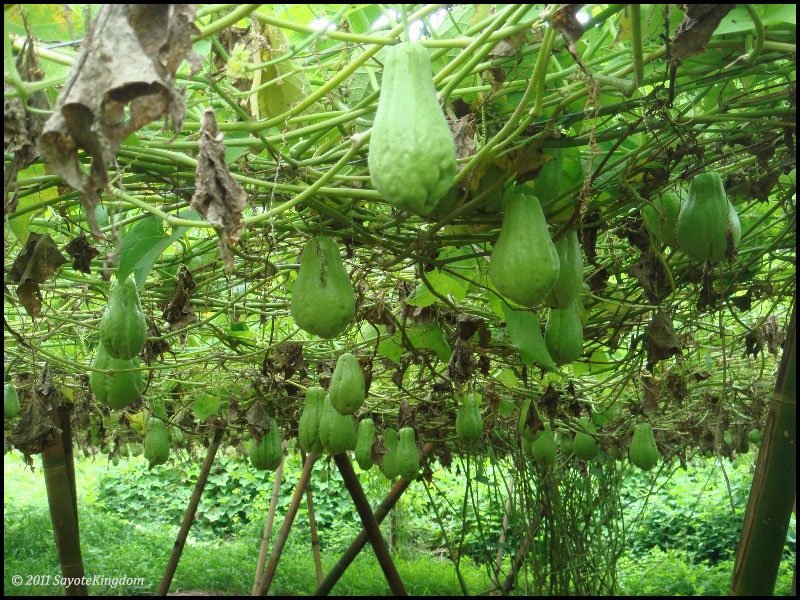 ~ Life at the Sayote Kingdom ~: New Name, New Look