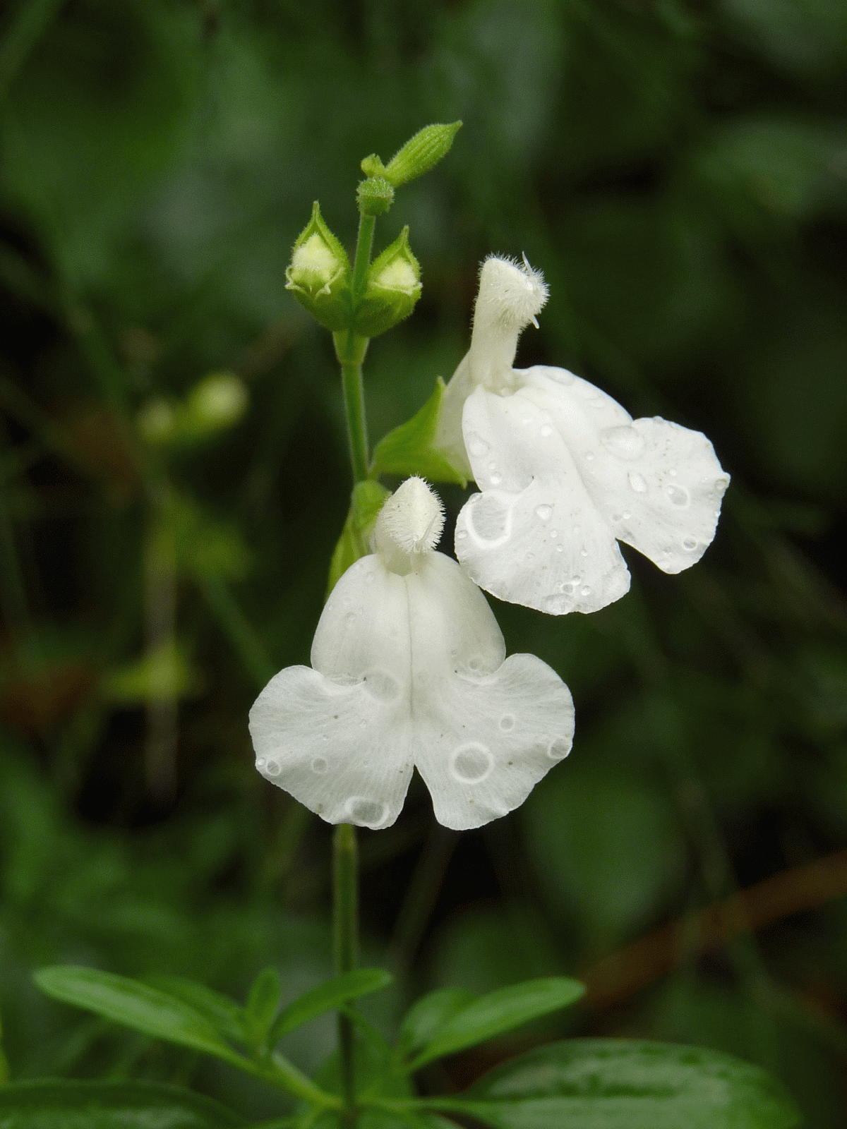 En el jardin: Salvias: las reinas del otoño