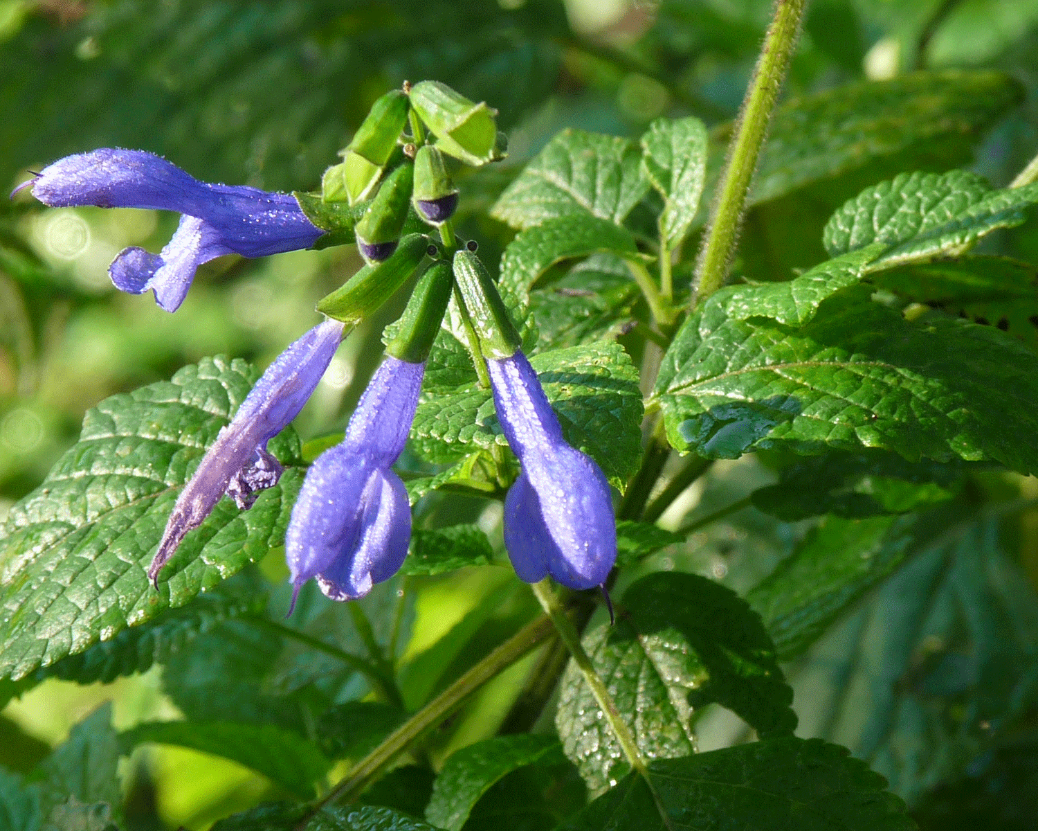 En el jardin: Salvias: las reinas del otoño