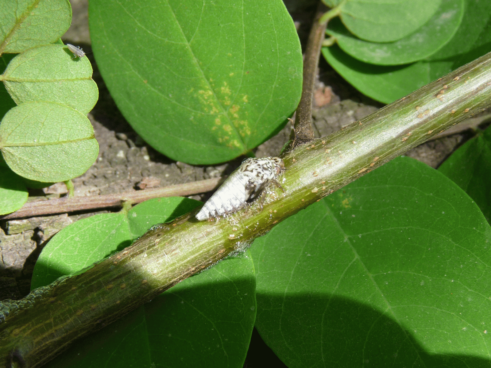 En el jardin: chicharrita de la espuma...te atrapé!!!