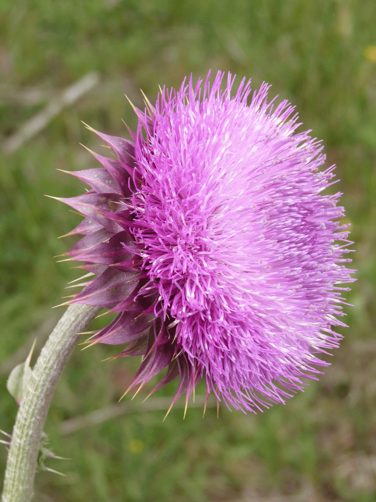 Flor de cardo.Senhor, que a tua vontade prevaleça sobre o meu querer ...